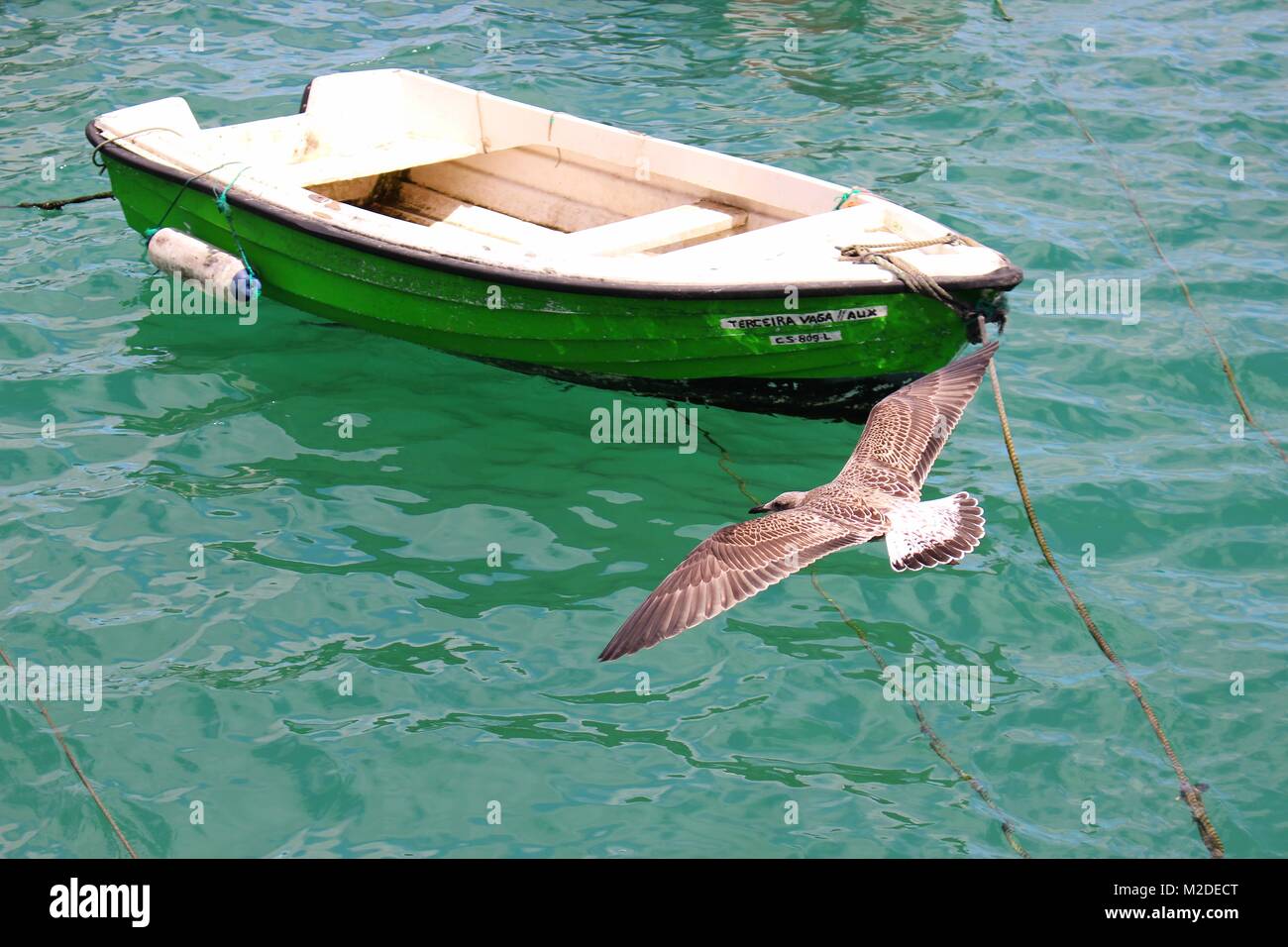 Seagull flying on top of the ocean while a boat floats Stock Photo - Alamy