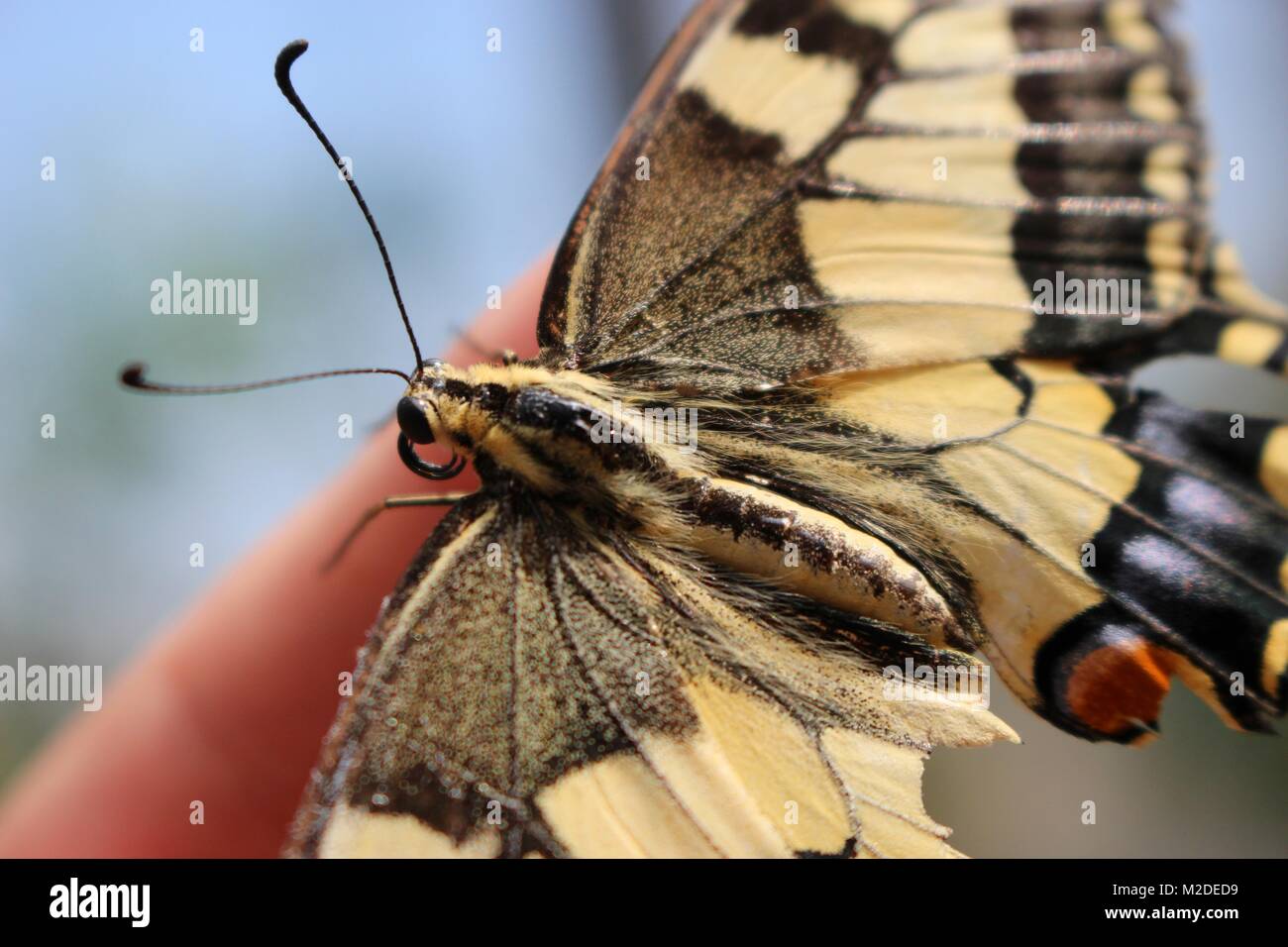 Holding a beautiful butterfly Stock Photo - Alamy