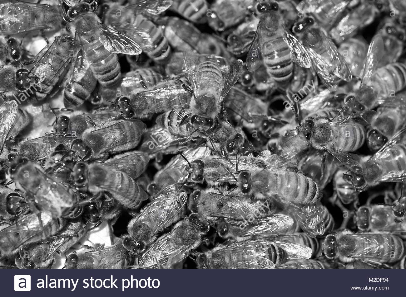 Bee Hive Swarm High Resolution Stock Photography and Images - Alamy