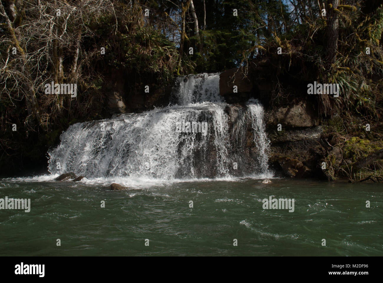 Steelhead trout fishing on the Siletz River in Oregon Stock Photo - Alamy