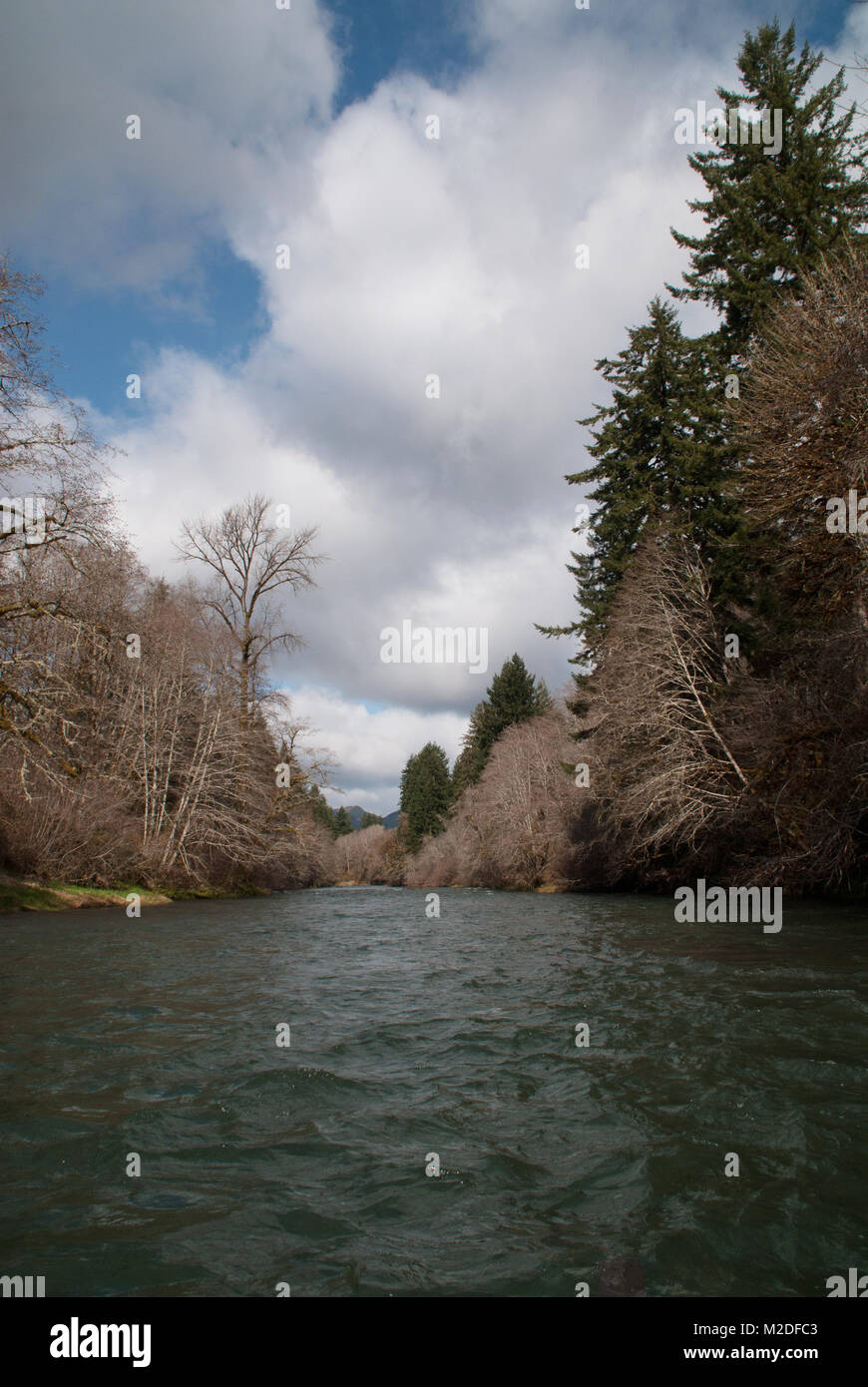 Steelhead trout fishing on the Siletz River in Oregon Stock Photo - Alamy