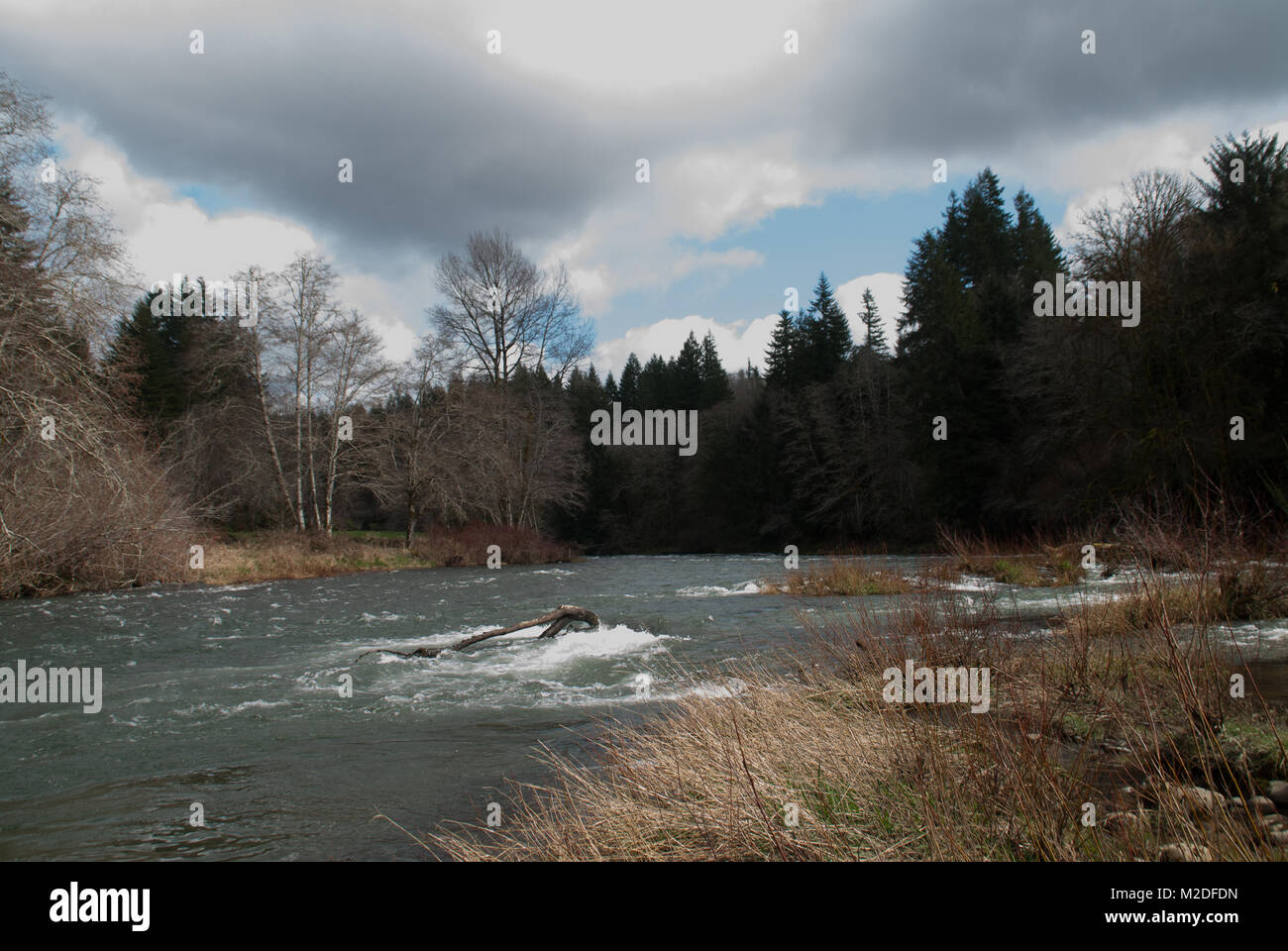 Steelhead trout fishing on the Siletz River in Oregon Stock Photo - Alamy