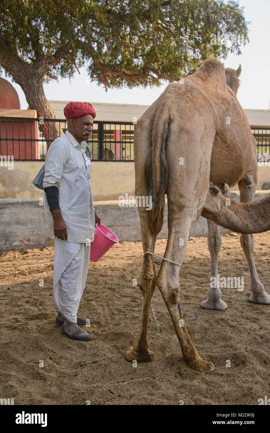 Milking camel hi-res stock photography and images - Alamy