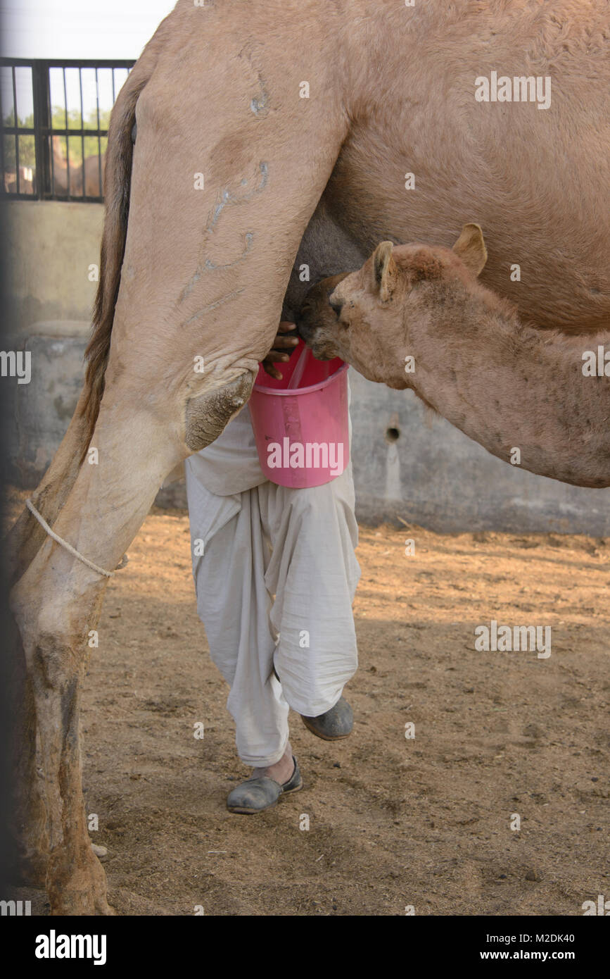 Milking time at the Camel Breeding Farm in Bikaner, Rajasthan, India ...