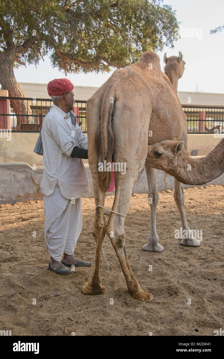 Milking time at the Camel Breeding Farm in Bikaner, Rajasthan, India ...