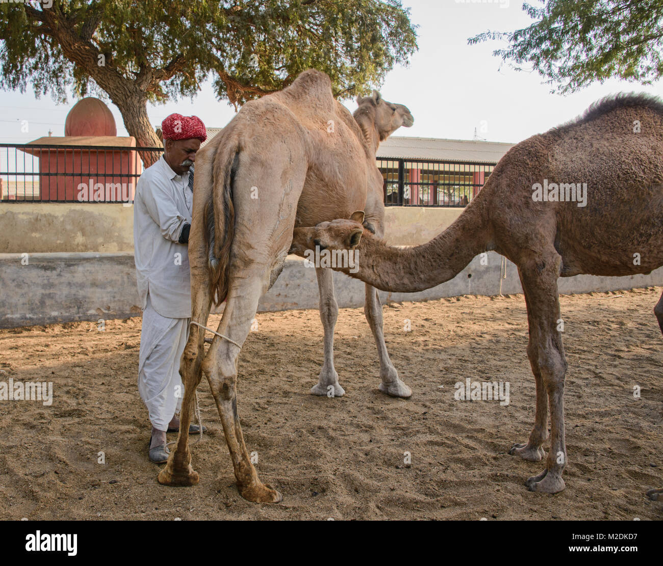 Milking camel hi-res stock photography and images - Alamy