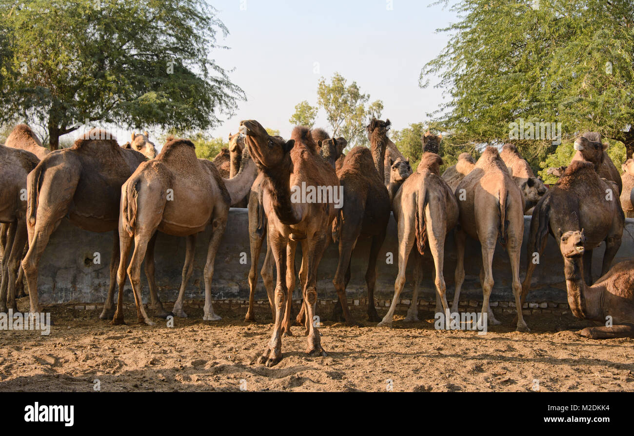 Camels at the Camel Breeding Farm in Bikaner, Rajasthan, India Stock ...