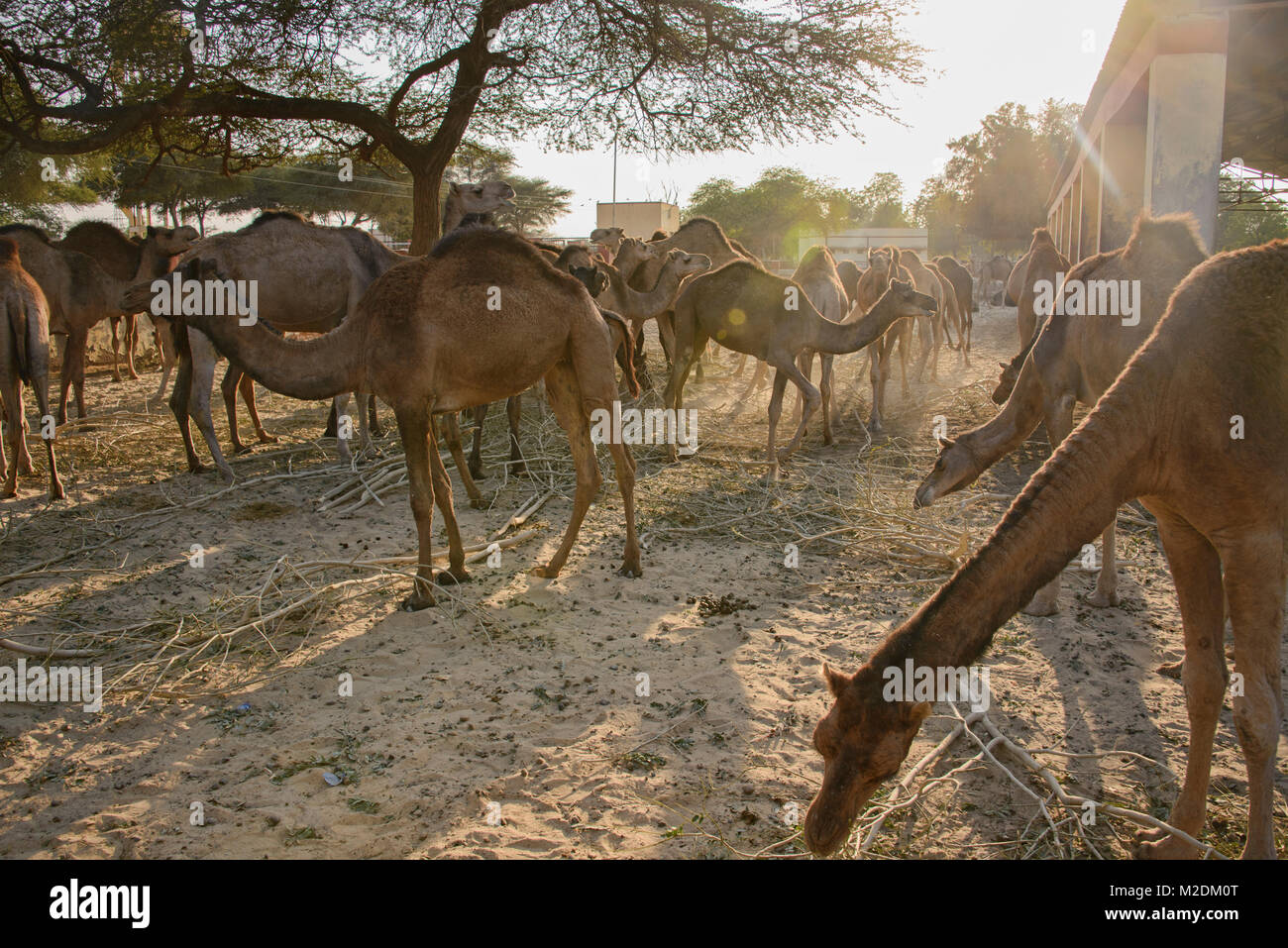 Camels at the Camel Breeding Farm in Bikaner, Rajasthan, India Stock ...
