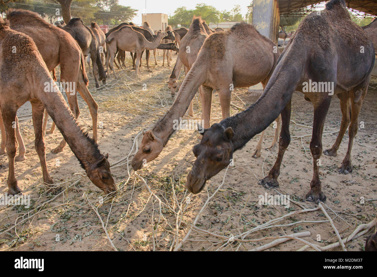Camels at the Camel Breeding Farm in Bikaner, Rajasthan, India Stock ...