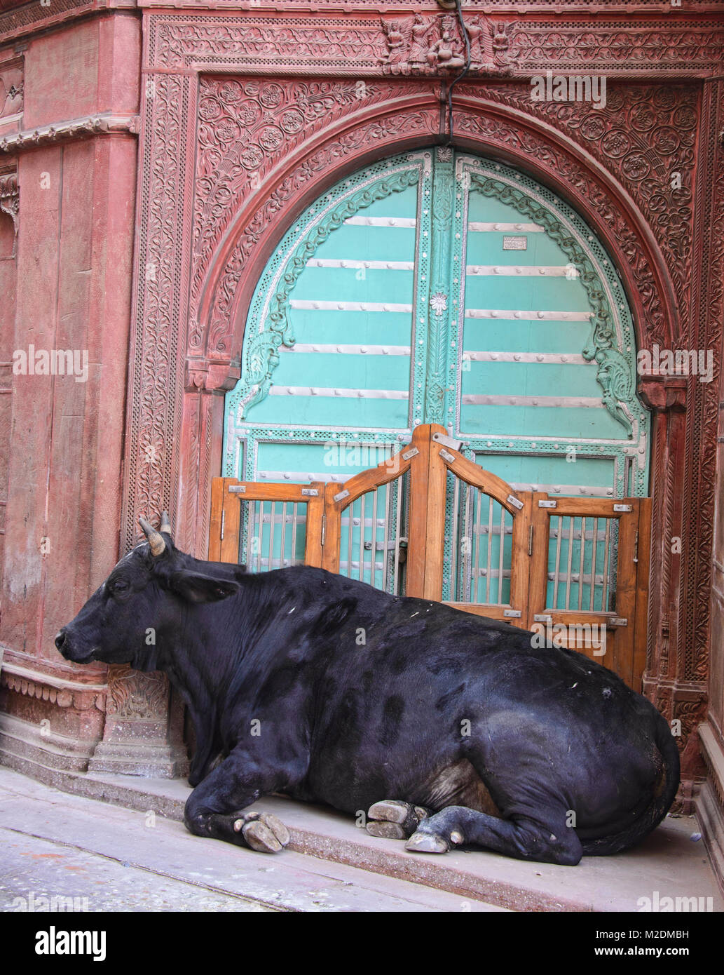 Cow in front of old haveli homes, Bikaner, Rajasthan, India Stock Photo ...
