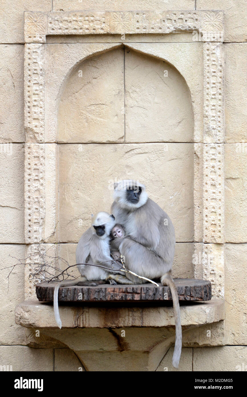 Die Hulman-Langure SARISKA mit ihrem Baby bei der Saison-Eroeffnung im ...