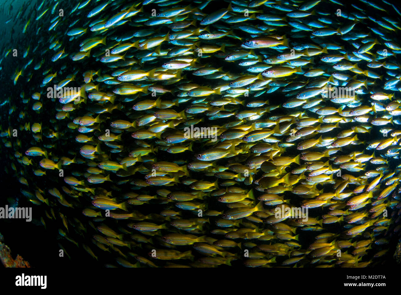 Big eye snapper hi-res stock photography and images - Alamy