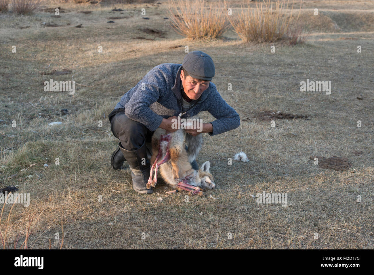 After a successful hunt a Kazakh man skins the fox that was caught by a ...