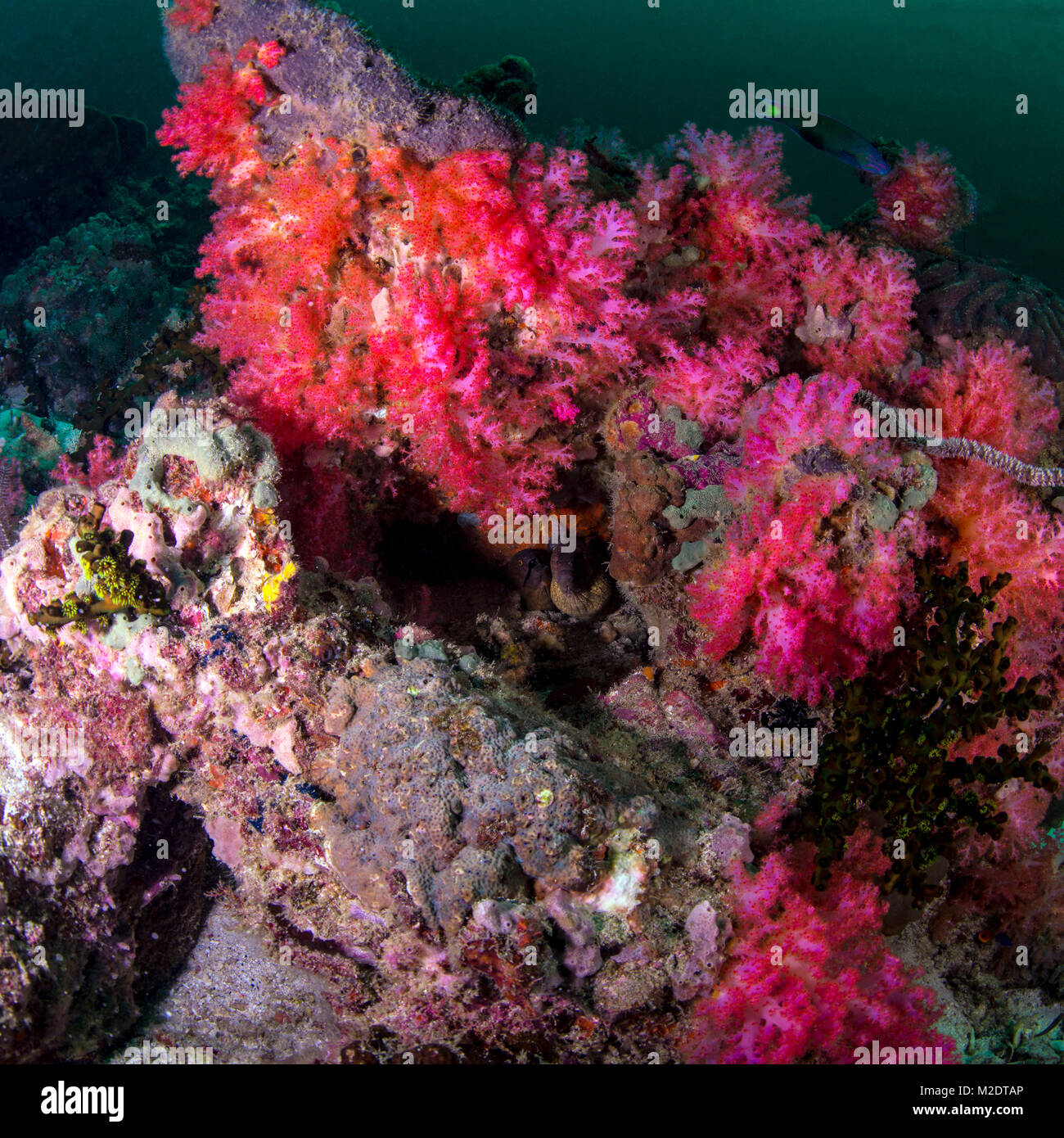 A skunk anemone closing up for the evening Stock Photo - Alamy