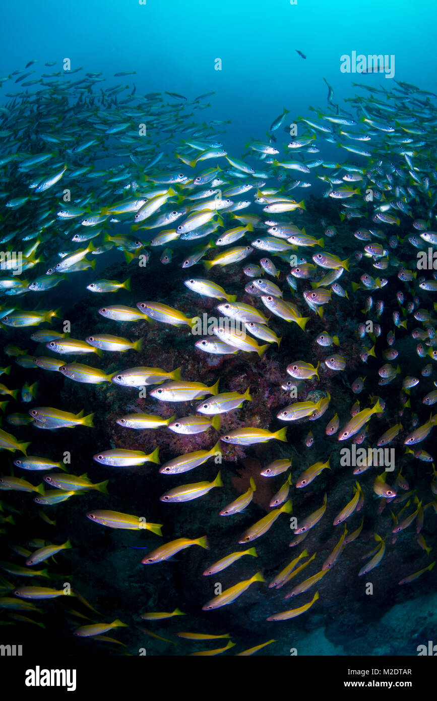 Big eye snapper hi-res stock photography and images - Alamy