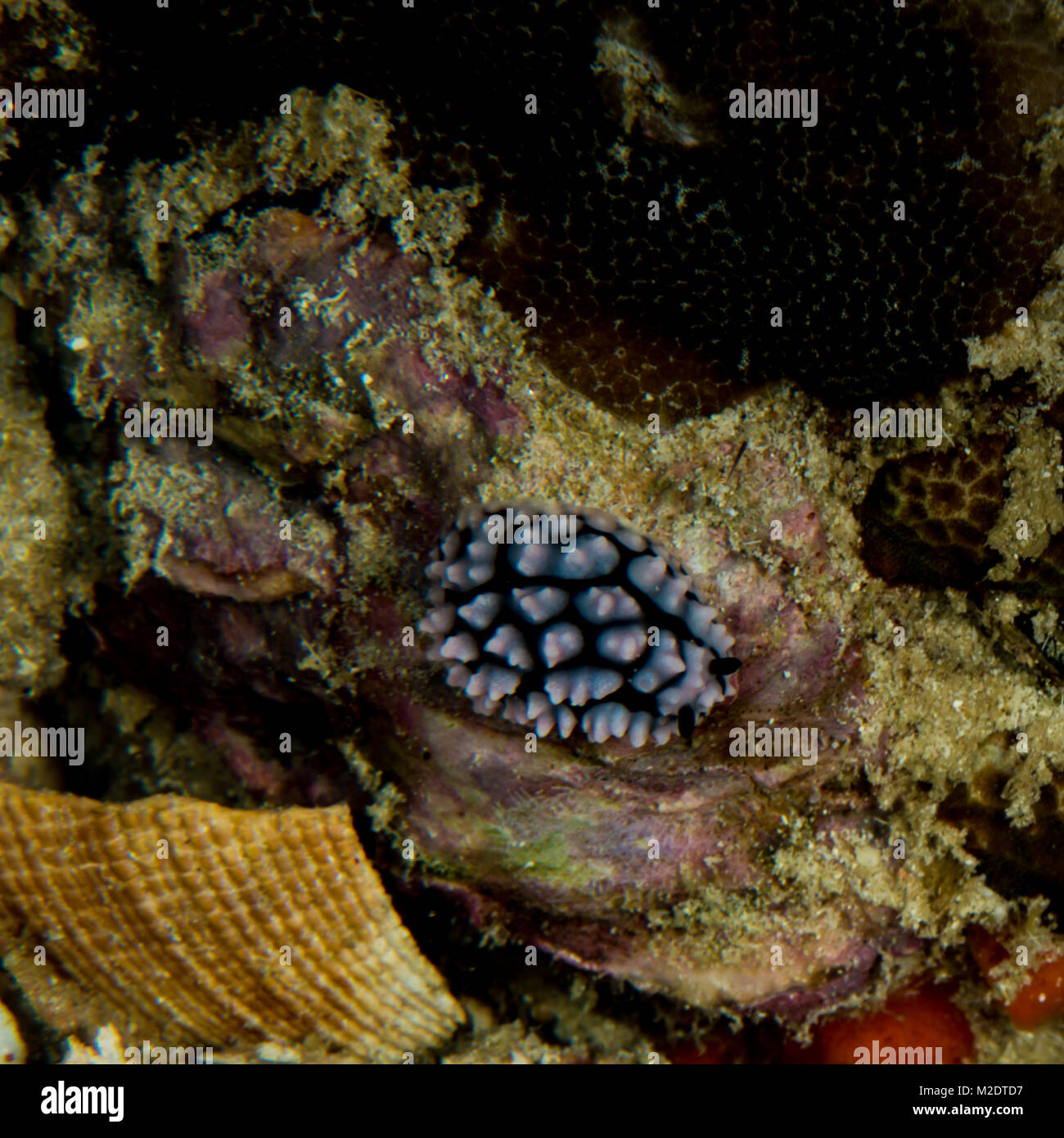 A skunk anemone closing up for the evening Stock Photo - Alamy