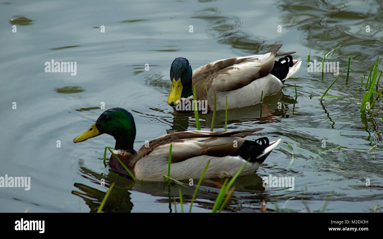 Male Mallard Duck Stock Photo - Alamy