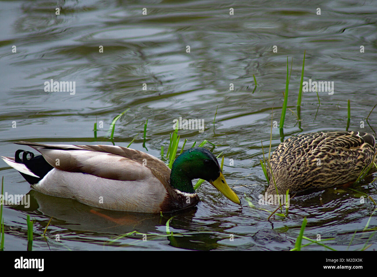 Male Mallard Duck Stock Photo - Alamy