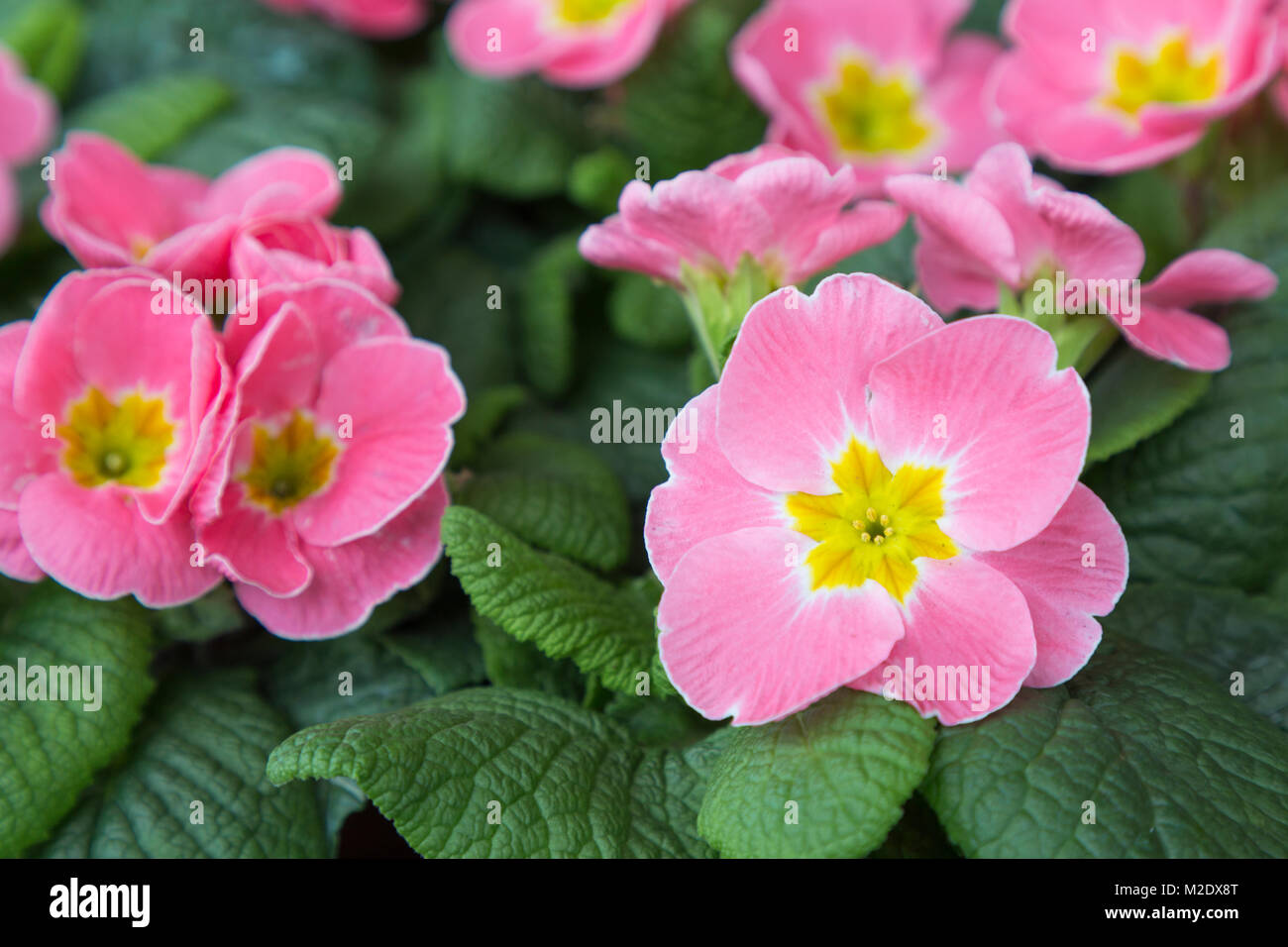 Primula acaulis 'Candy Baby Pink' Stock Photo - Alamy
