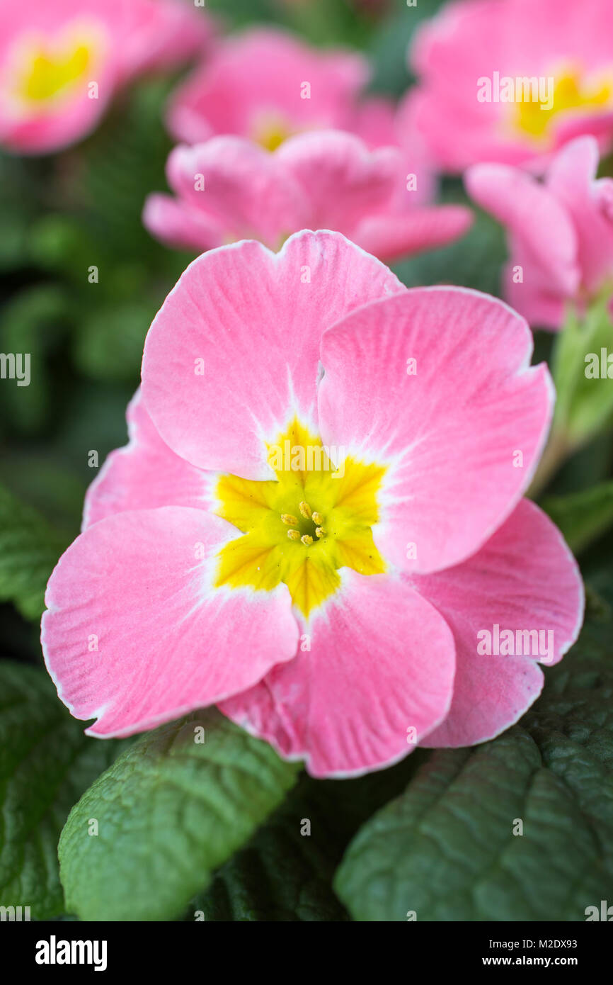 Primula acaulis 'Candy Baby Pink' Stock Photo - Alamy