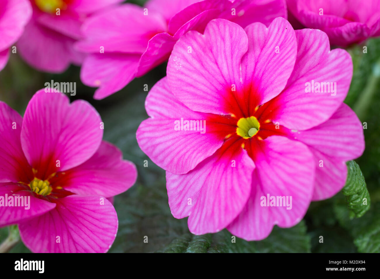 Primula acaulis 'Raesberry Rose' Stock Photo - Alamy