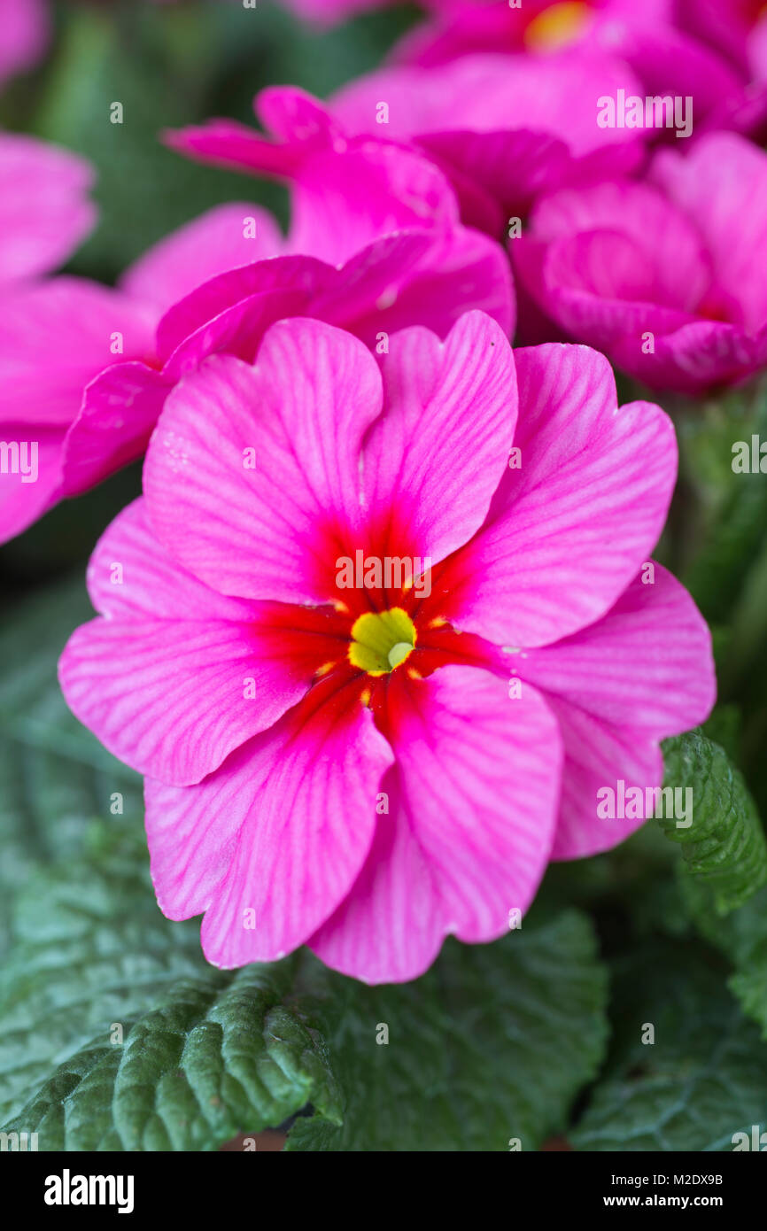 Rose pink flowers primula hi-res stock photography and images - Alamy