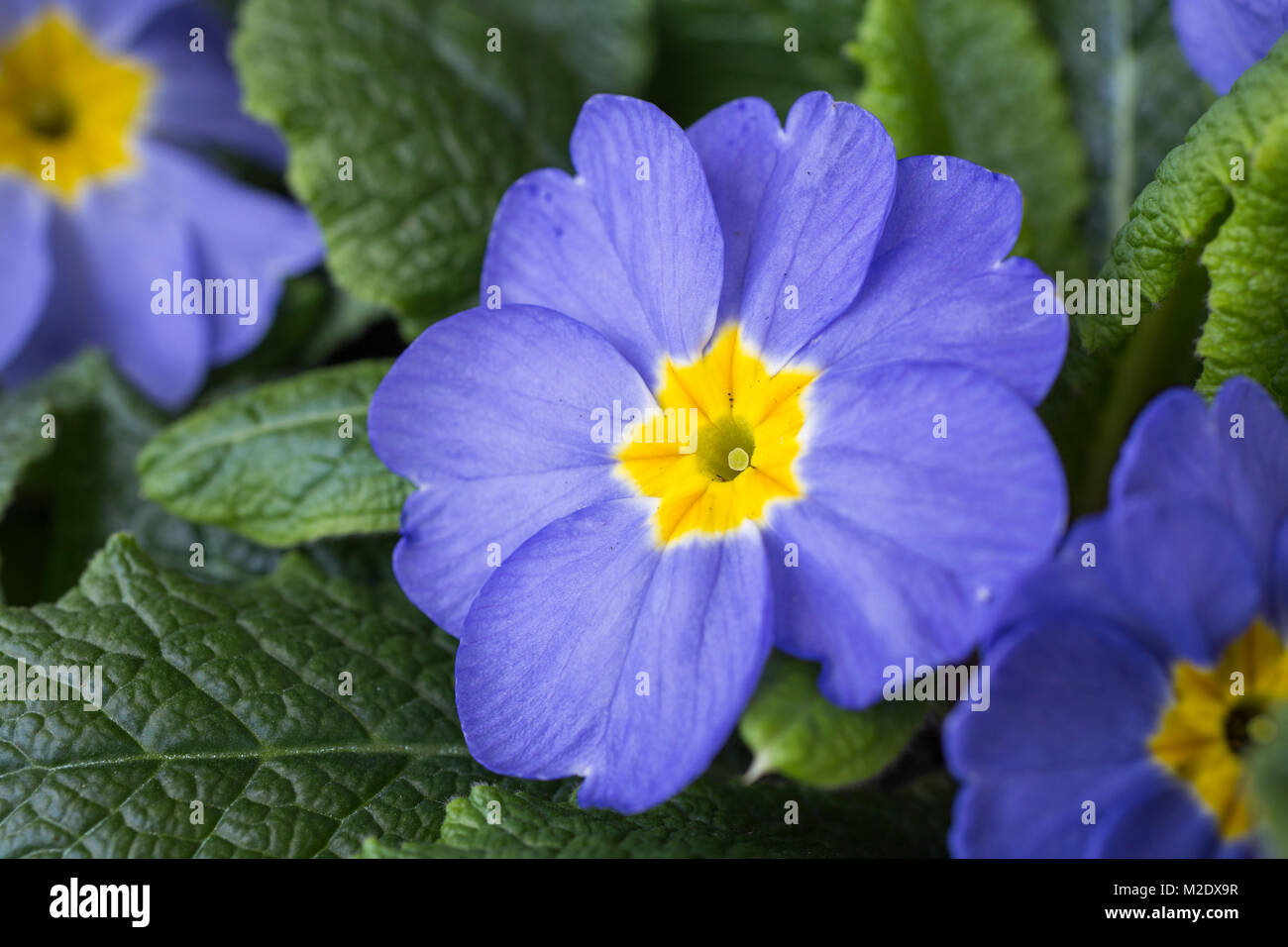 Primula acaulis 'Candy Sky Blue' Stock Photo - Alamy