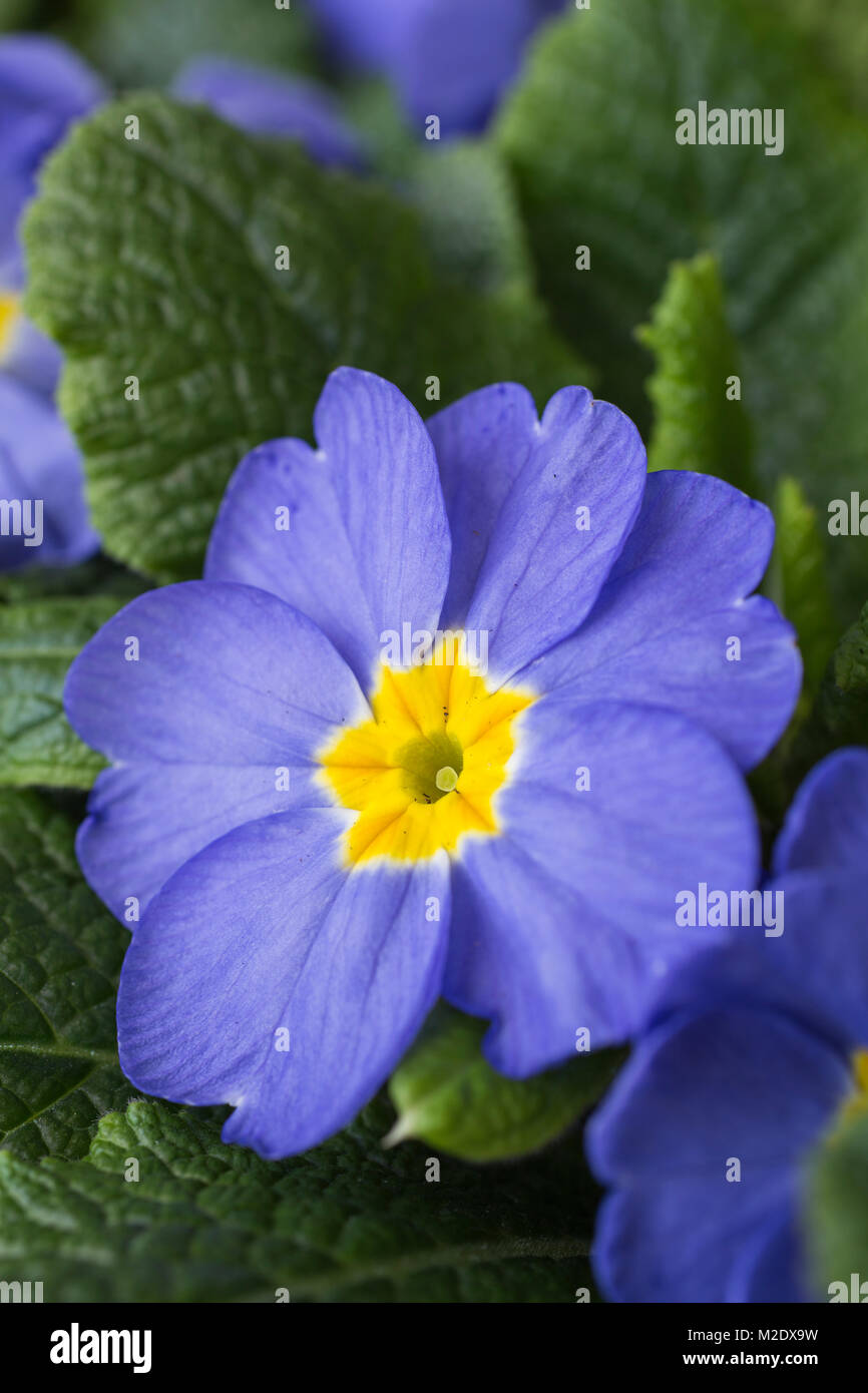 Primula acaulis 'Candy Sky Blue' Stock Photo - Alamy