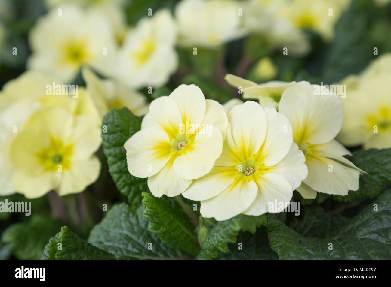 Candy vanilla hi-res stock photography and images - Alamy