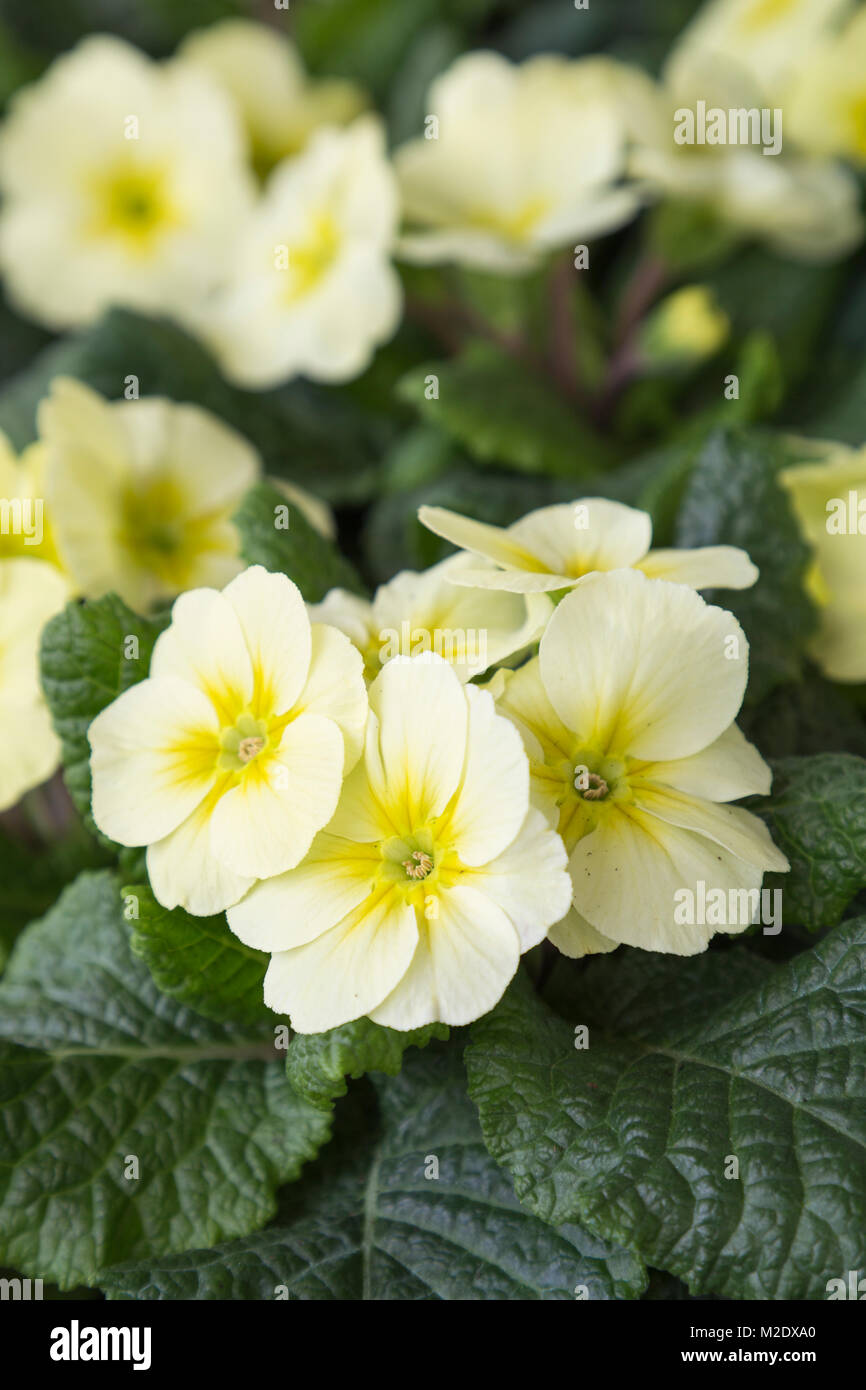 Primula acaulis 'Candy Vanilla' Stock Photo - Alamy