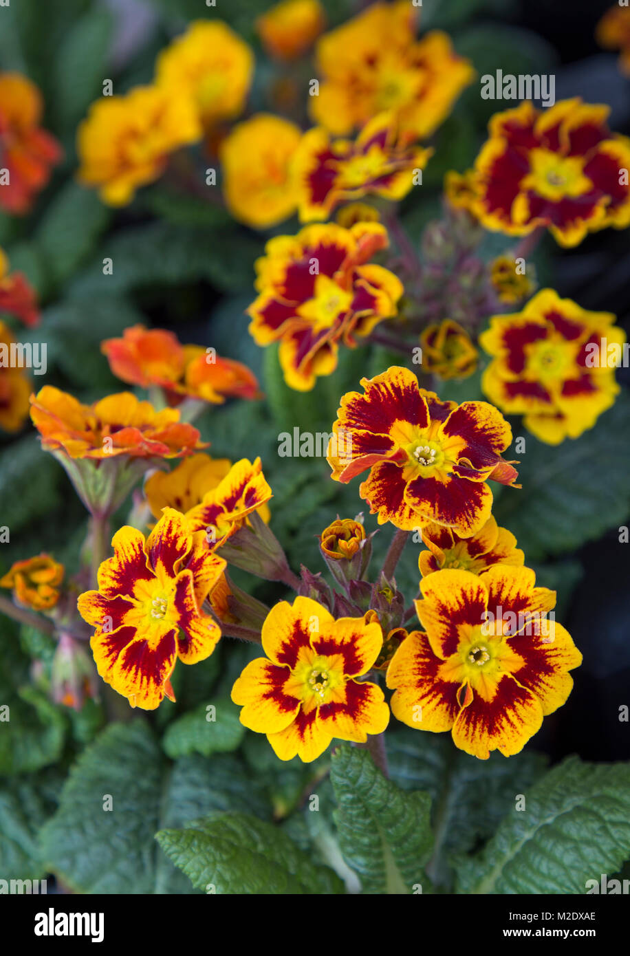 Primula polyantha 'Castillian' Stock Photo - Alamy