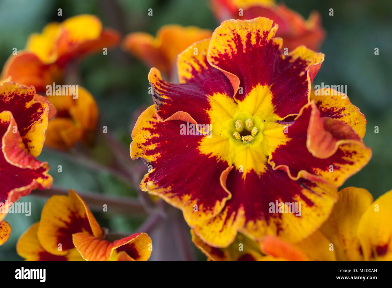 Castillian hi-res stock photography and images - Alamy