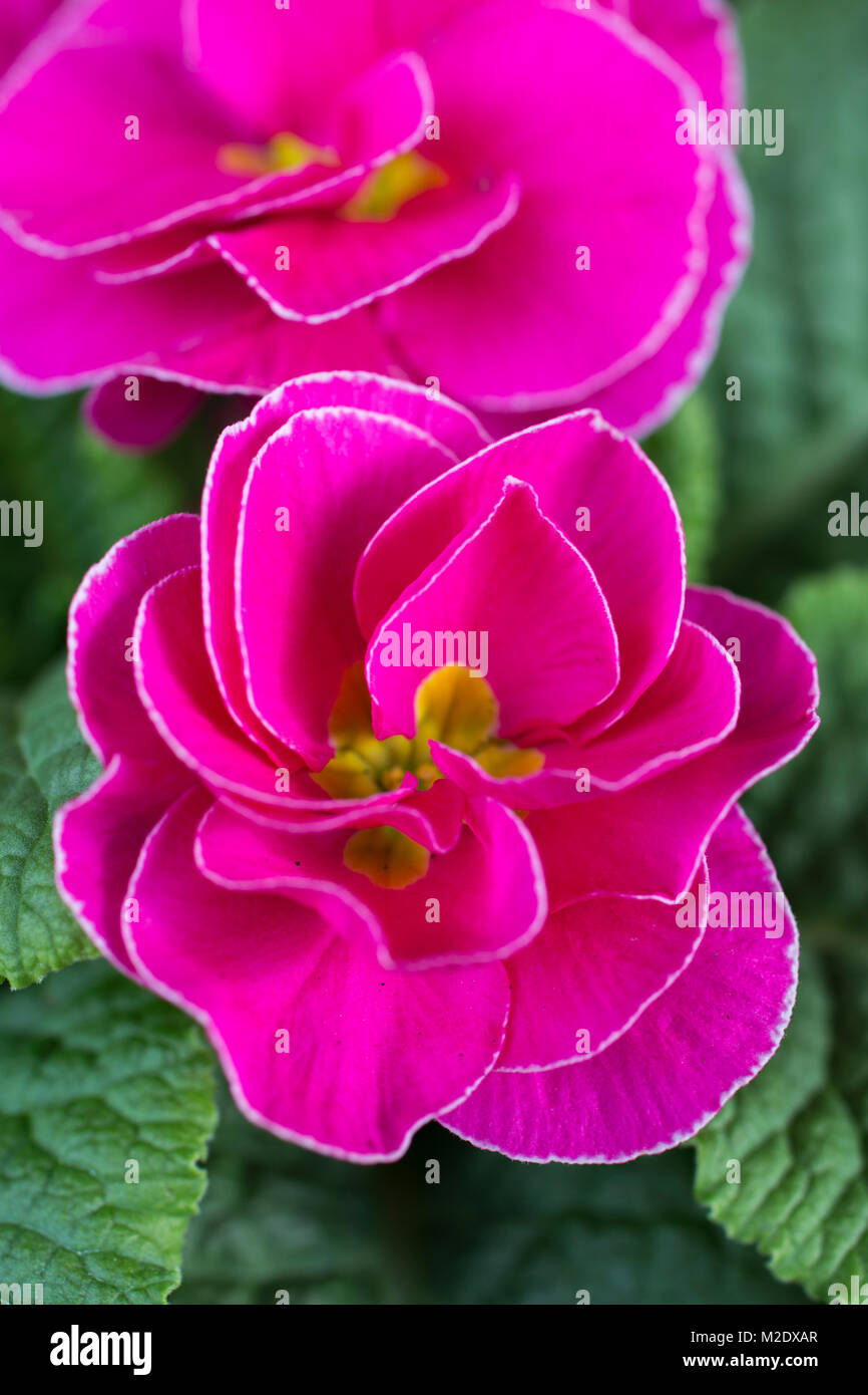Primula acaulis 'Rubens Mix' Stock Photo - Alamy