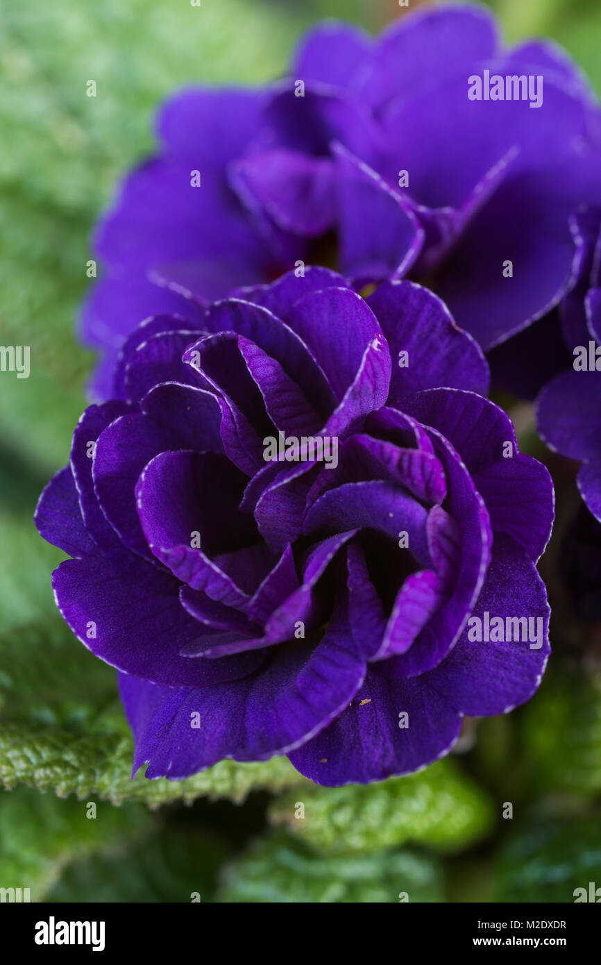 Primula acaulis 'Rubens Mix' Stock Photo - Alamy