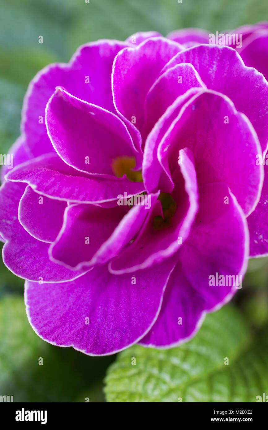 Purple double primula hi-res stock photography and images - Alamy