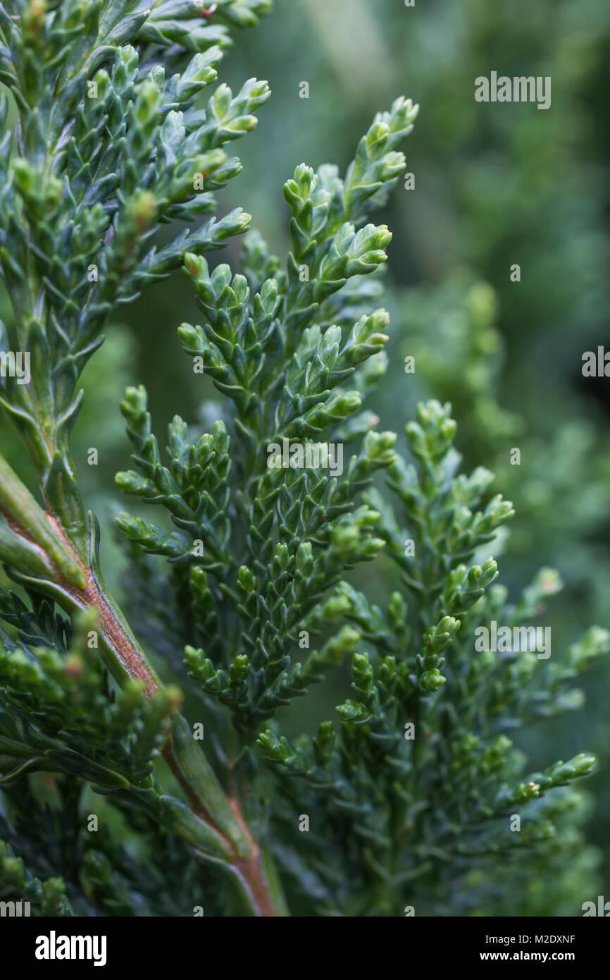 Chamaecyparis lawsoniana 'Wisselii' Stock Photo - Alamy
