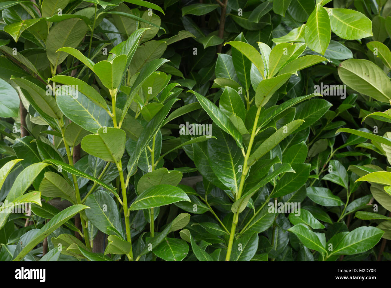 Prunus laurocerasus rotundifolia hi-res stock photography and images ...