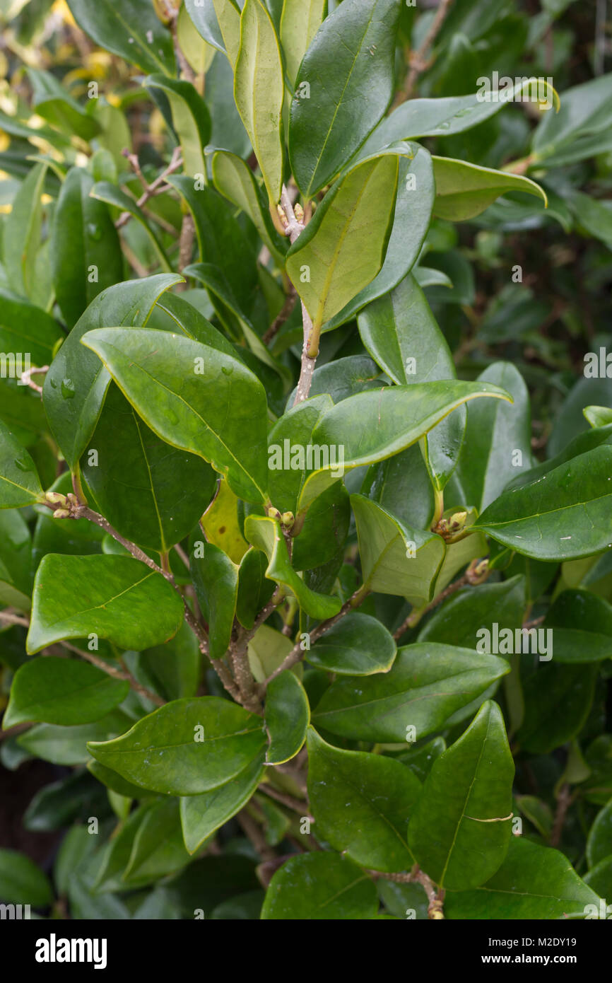 Ligustrum japonicum 'Texanum' Stock Photo - Alamy