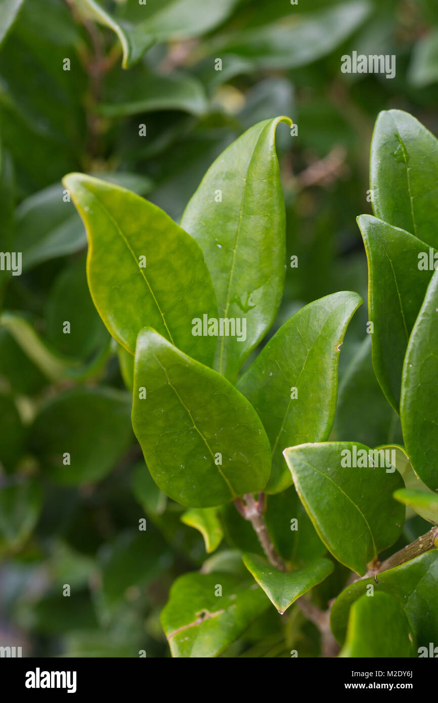 Ligustrum japonicum 'Texanum' Stock Photo - Alamy