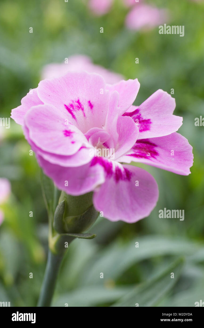 Pink kisses hi-res stock photography and images - Alamy