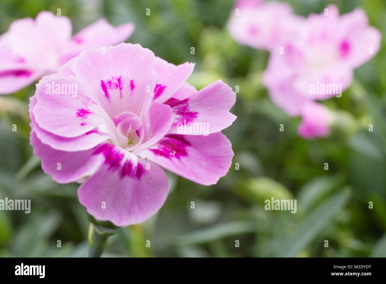Dianthus 'Pink Kisses' Stock Photo - Alamy