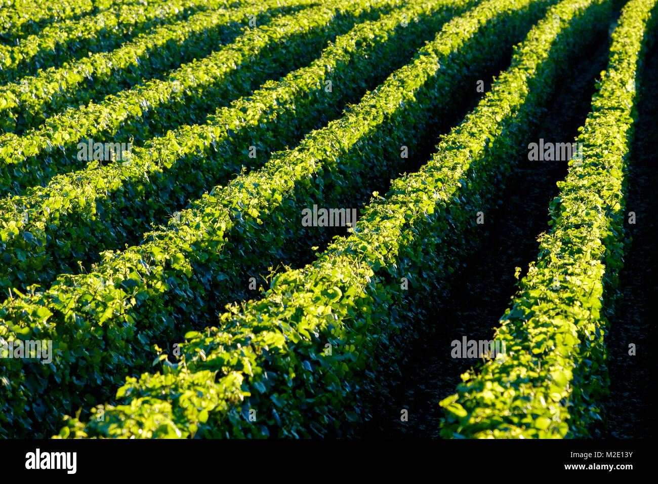 Oregon farm aerial hi-res stock photography and images - Alamy