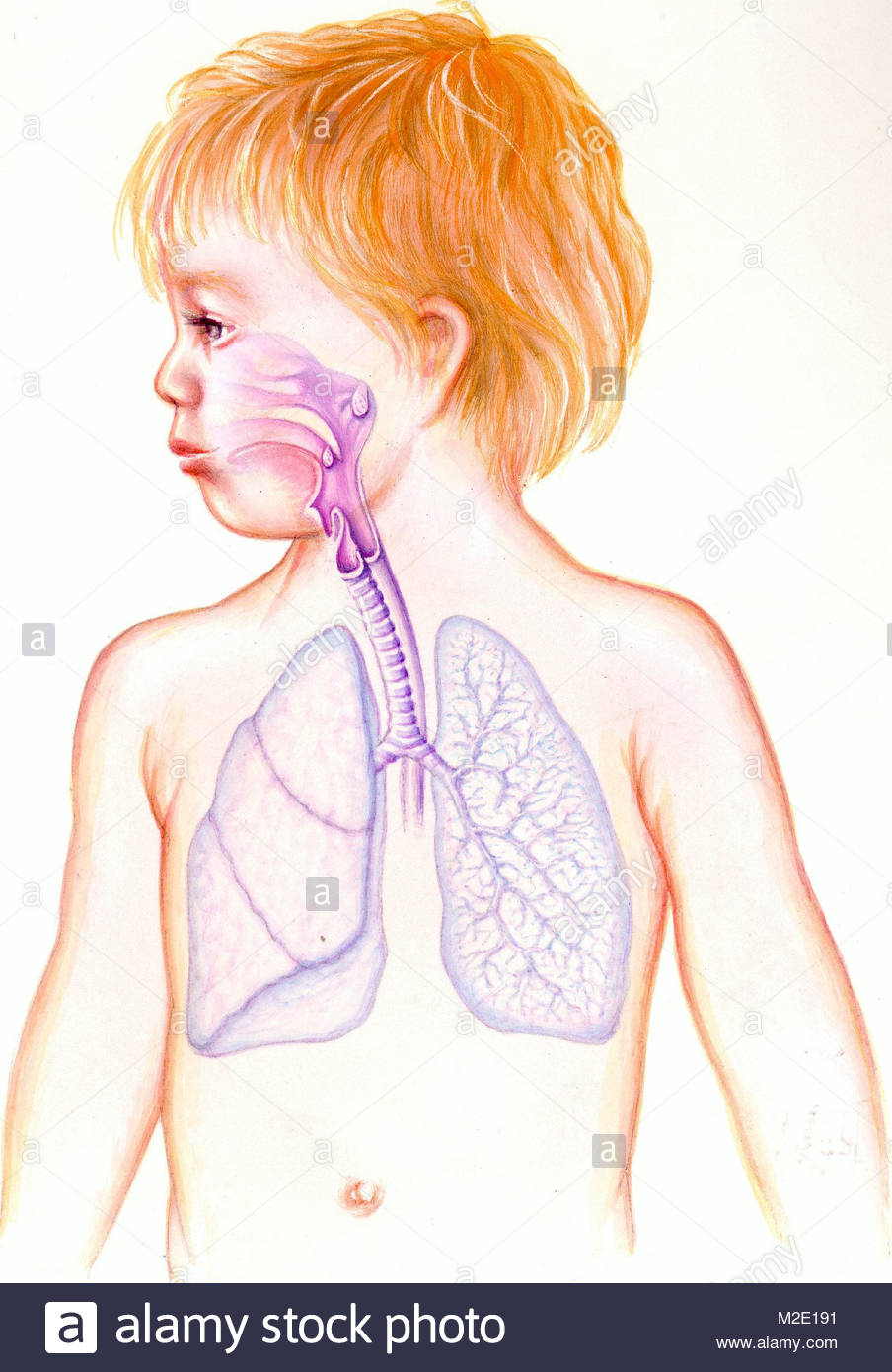 Cross Section Throat Stock Photos & Cross Section Throat Stock Images ...