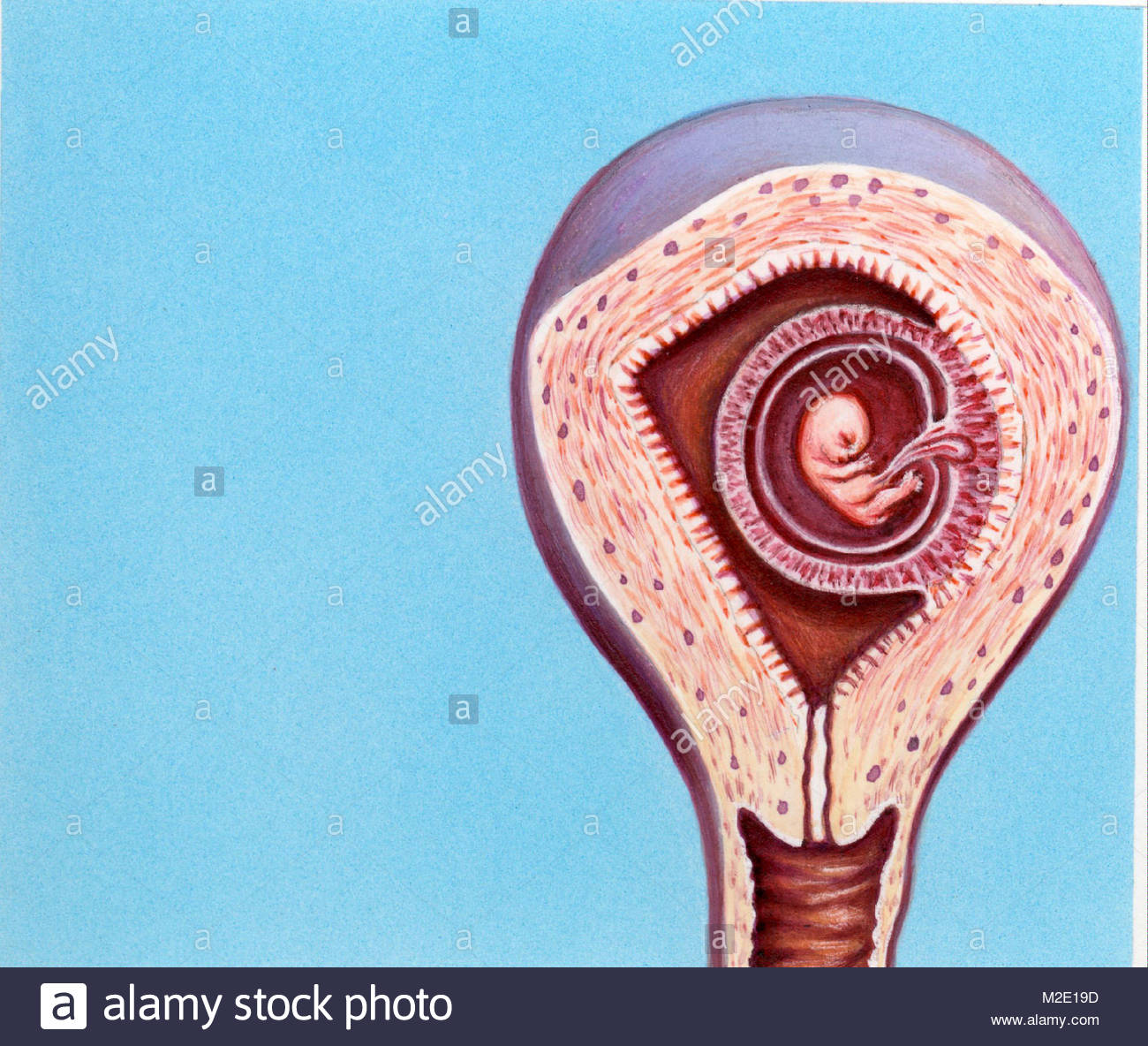 Muscles Anatomy Child Stock Photos & Muscles Anatomy Child Stock Images ...