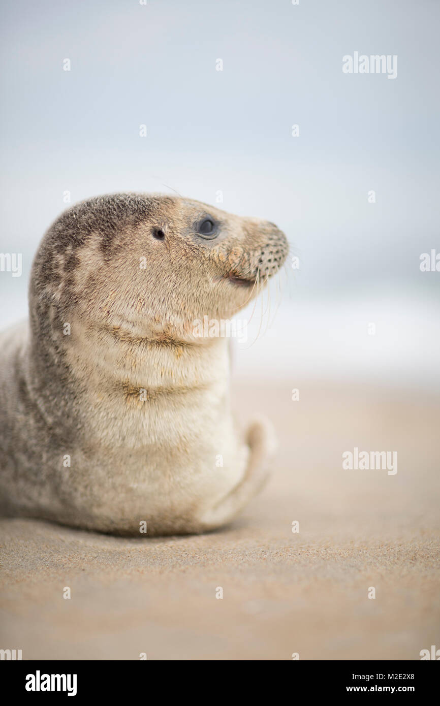 Cutest seal ever hi-res stock photography and images - Alamy
