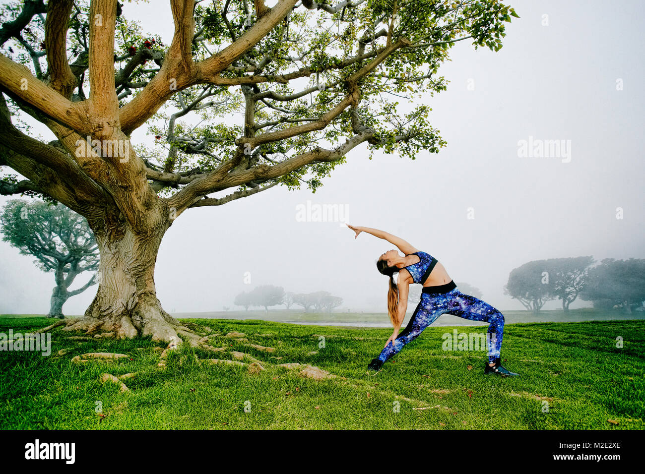 Stretching into tree hi-res stock photography and images - Alamy