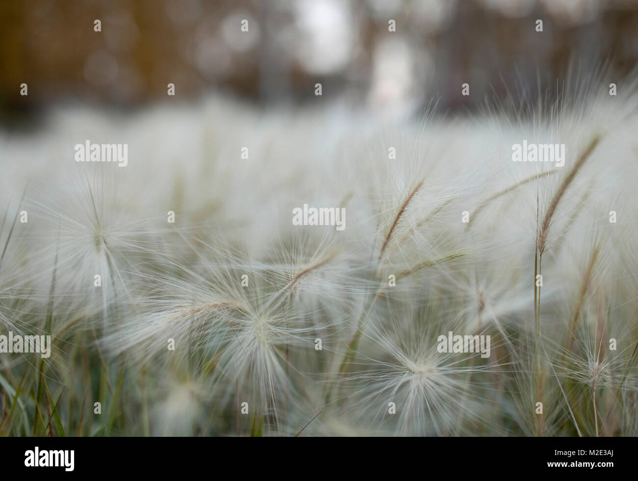 Hay seeds hi-res stock photography and images - Alamy