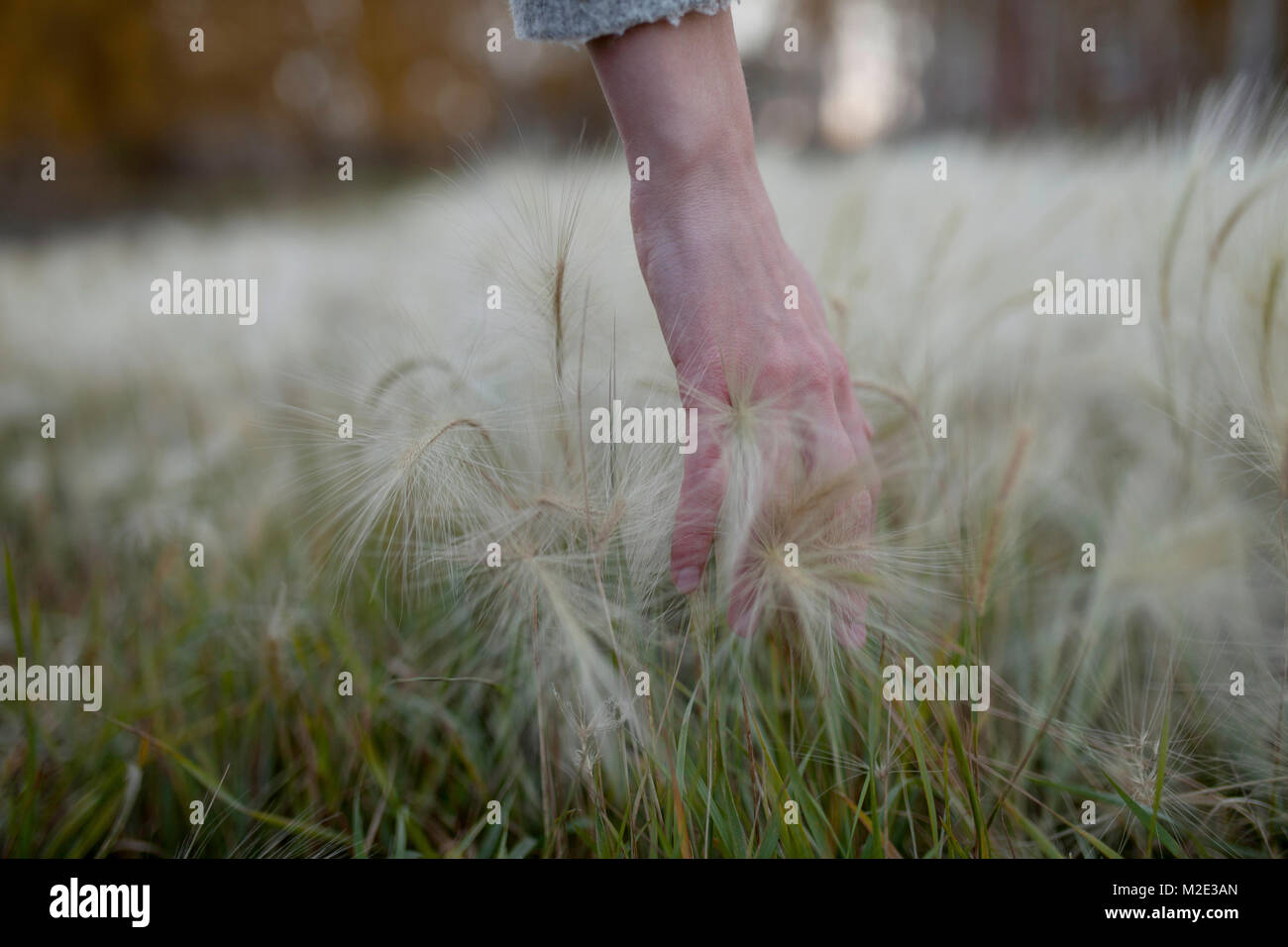 Hand of Caucasian woman picking hay seeds Stock Photo - Alamy
