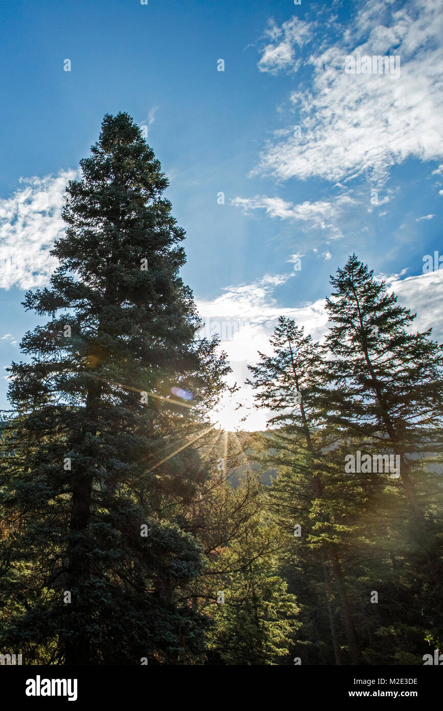 Sunbeams on trees Stock Photo - Alamy