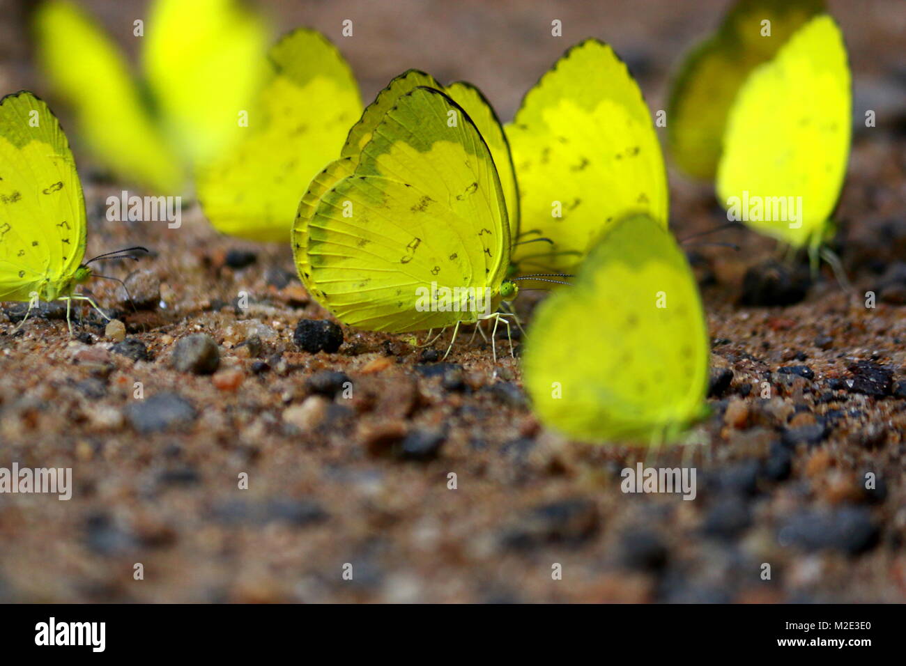 Butterflies mud puddling Stock Photo - Alamy